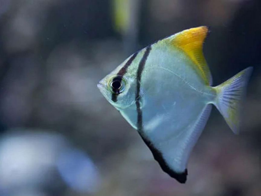Монодактилус серебряный или рыба-ласточка