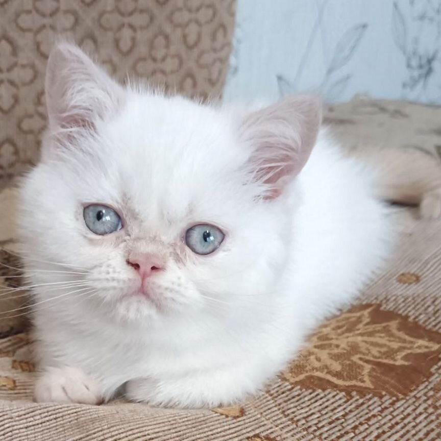 Экзоточка классическая