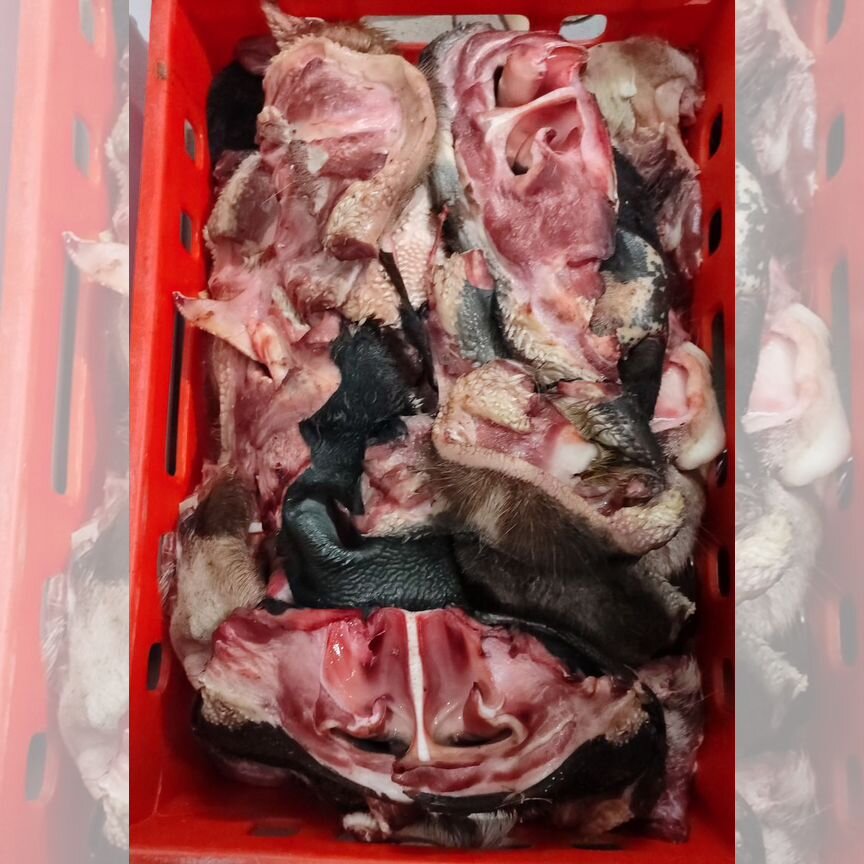 Носы, губы говяжие неопаленные