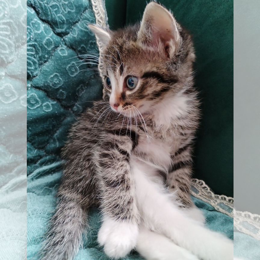 Шотландский вислоухий длинношёрстный котёнок