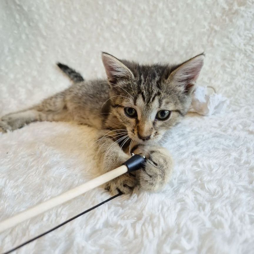 Котенок ищет дом