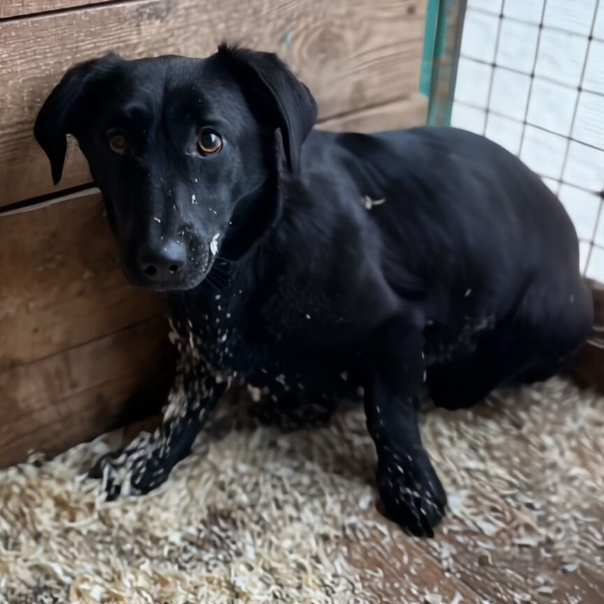 Взрослая собака в добрые руки