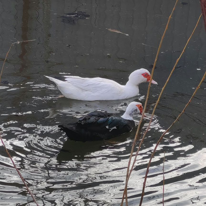 Инкубационное яйцо индоуток