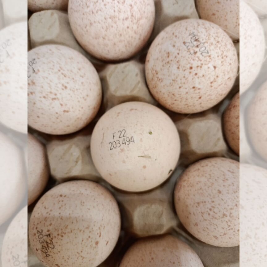 Ия индейки хайбрид конвертер Канада