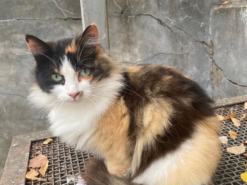 Кошка