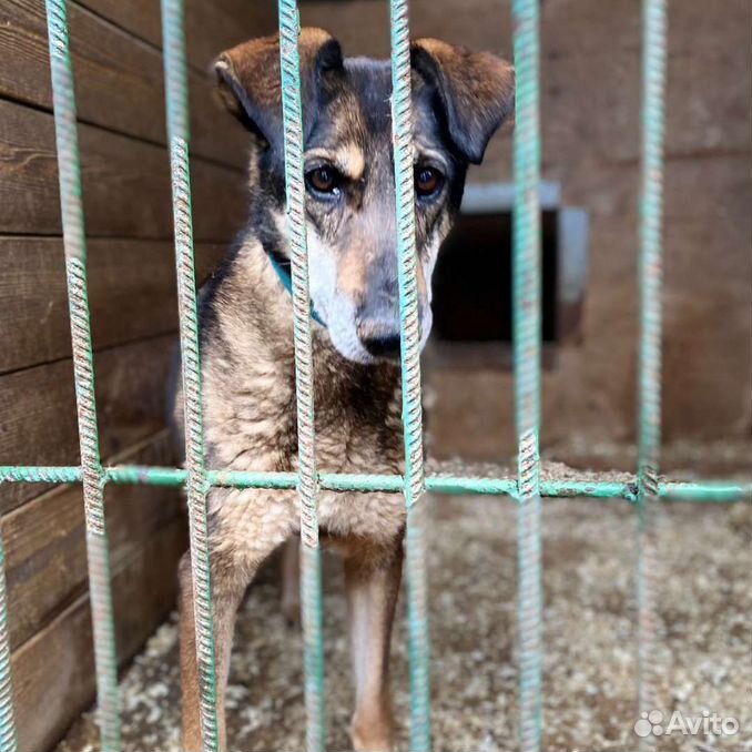 Спокойная, ласковая собака, будет верным другом