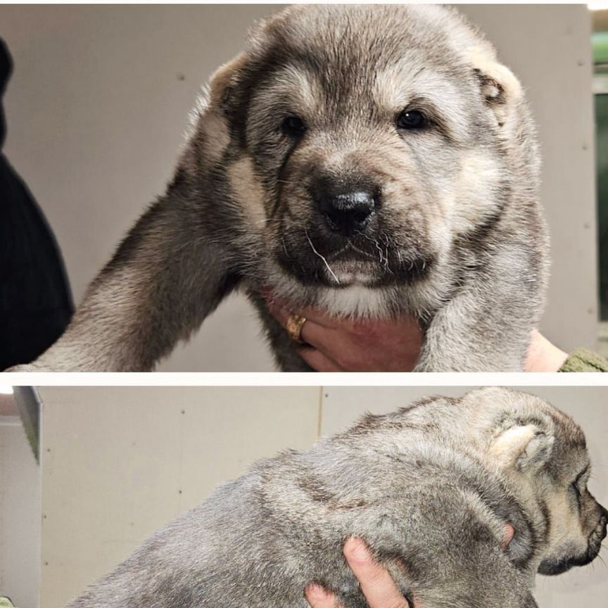 Щенки алабая