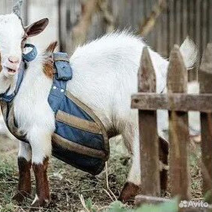 Козел камерунский