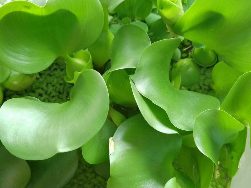 Плавающие растения для аквариума