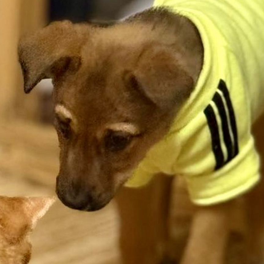 Щенок в добрые руки