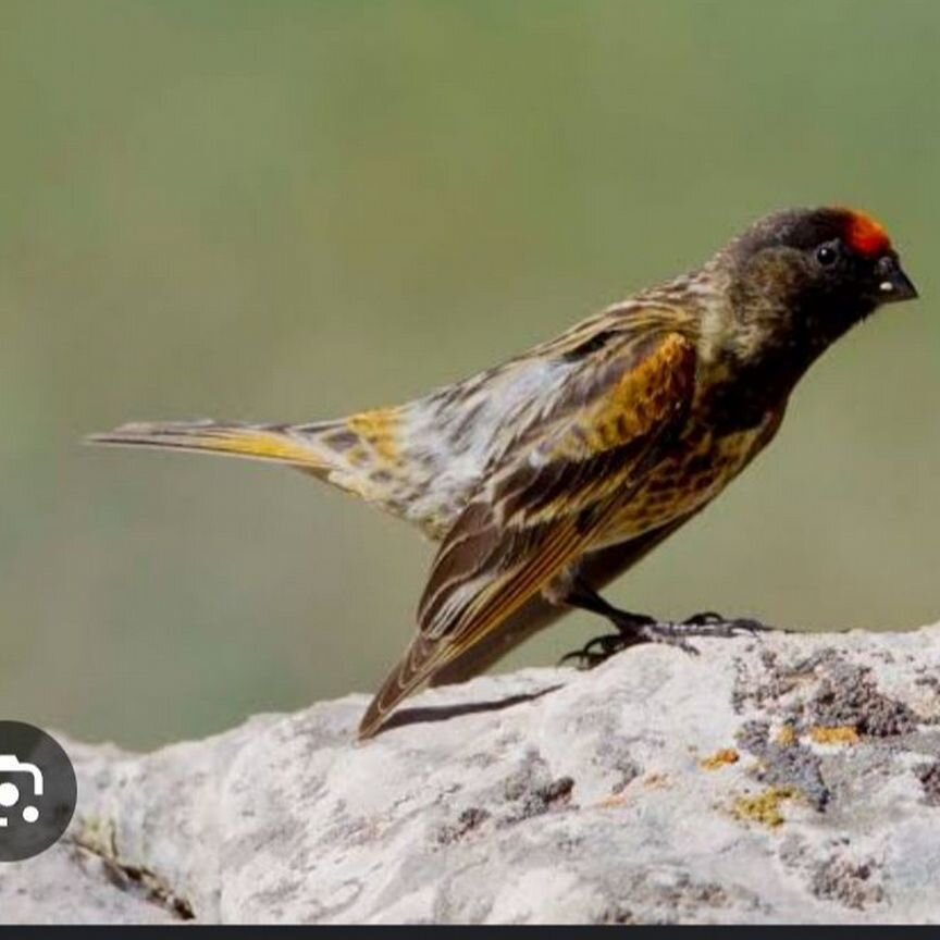 Королевский красношапочный Вьюрок