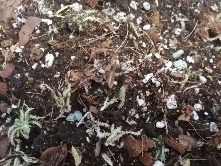 Грунт для ароидных и марантовых