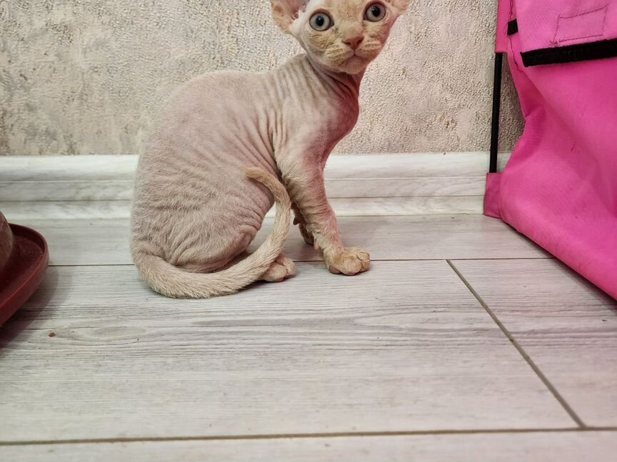 Девон рекс мальчик