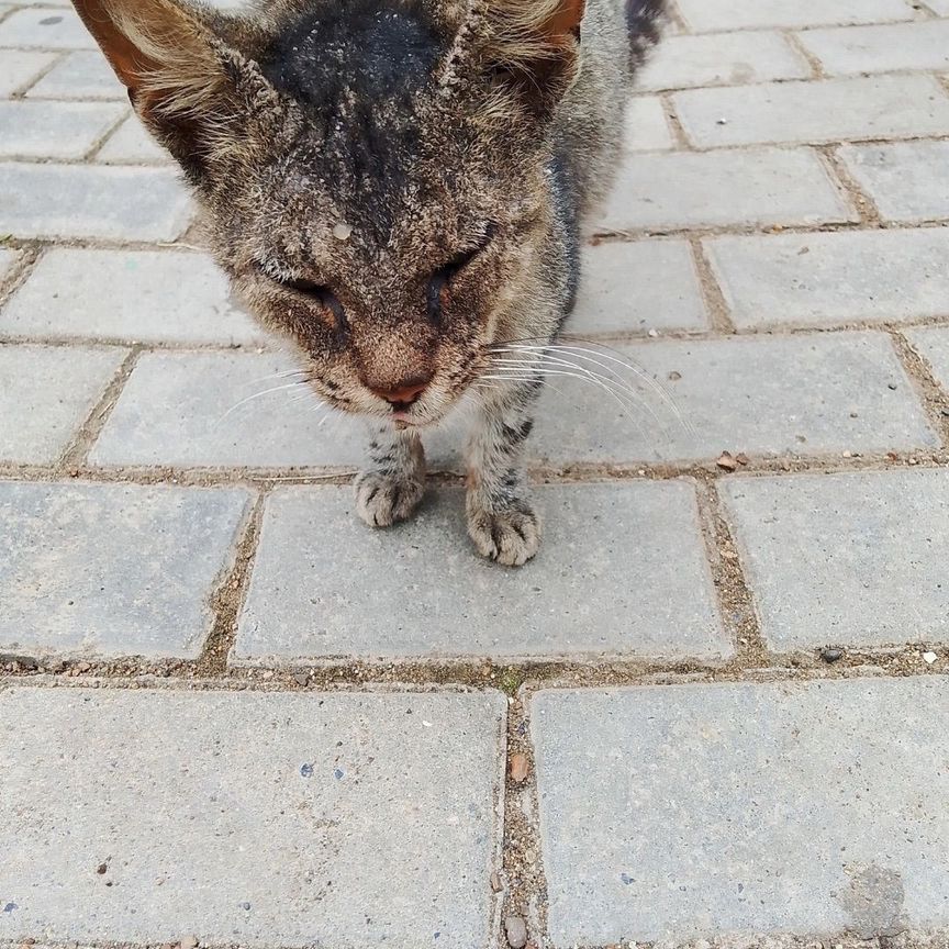 Юный котик ищет дом