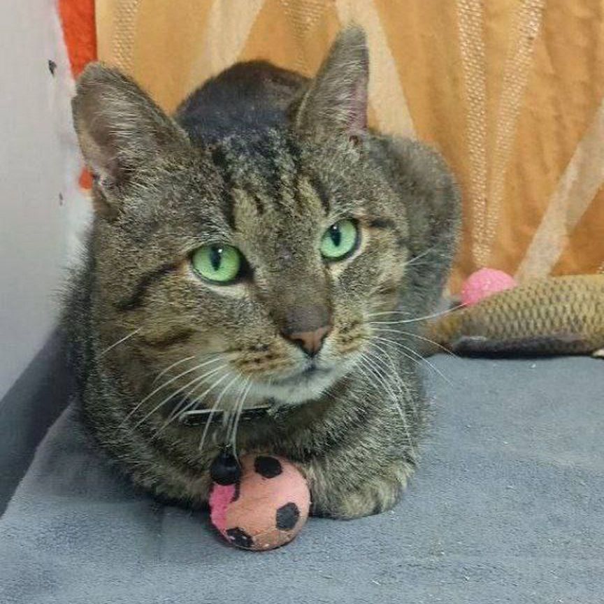 Котик в добрые руки