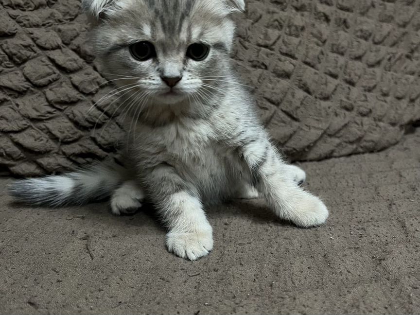 Шотландская вислоухая девчонка
