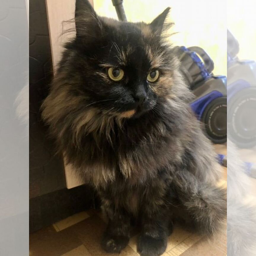 Взрослая кошка в добрые руки