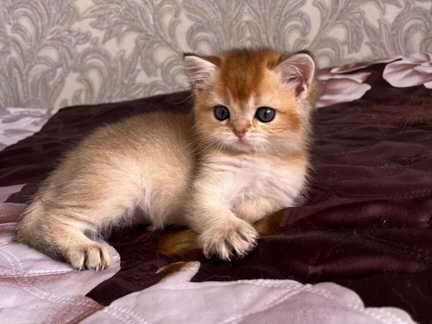 Котята шиншилята