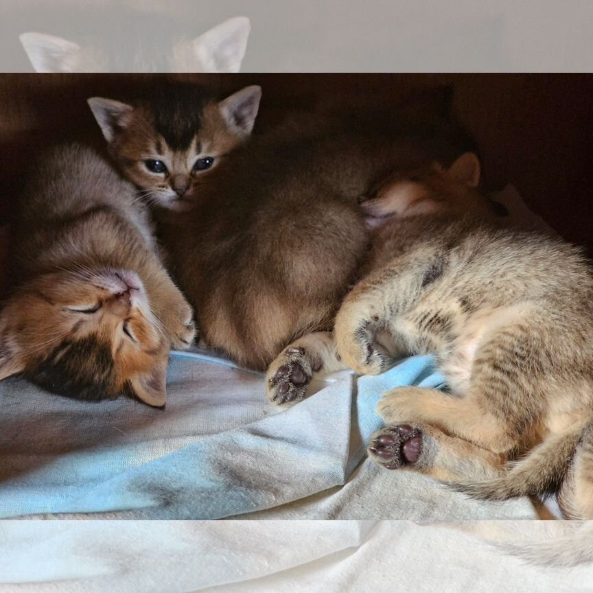 Абиссинские котята
