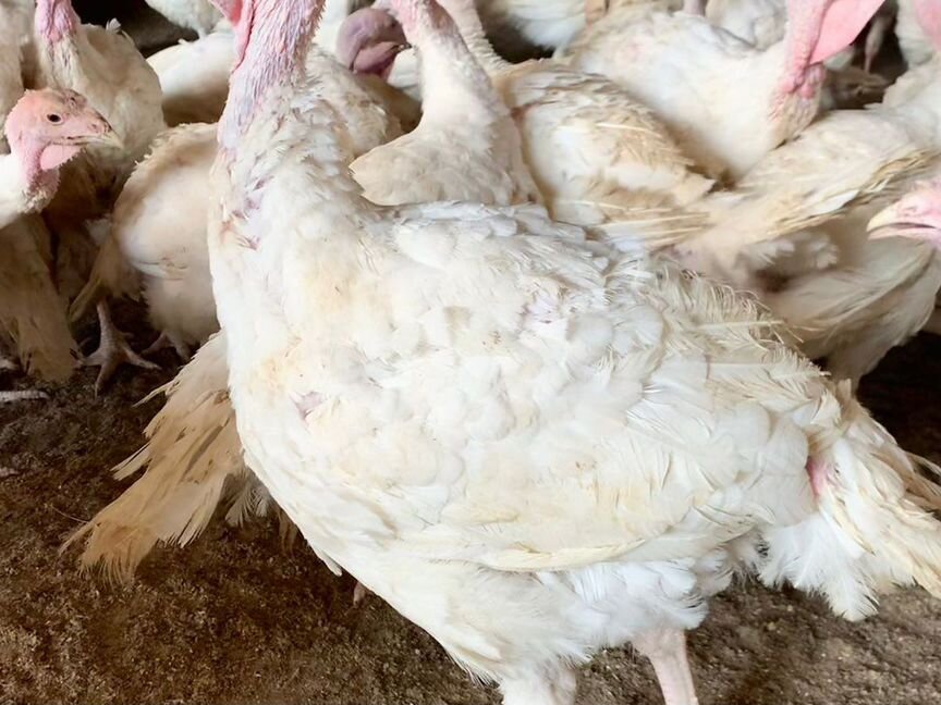 Индюшата биг 6