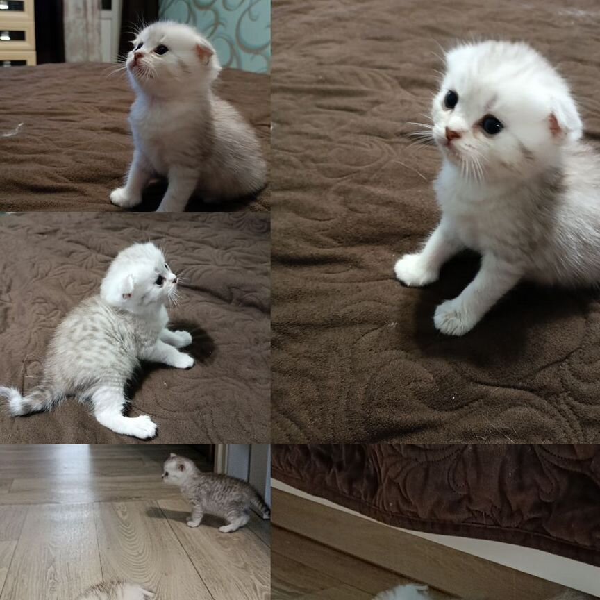 Шотландский вислоухий короткошёрстный котёнок