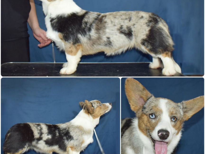 Кардиган корги щенок сука