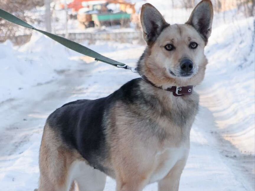 Фанта ищет дом