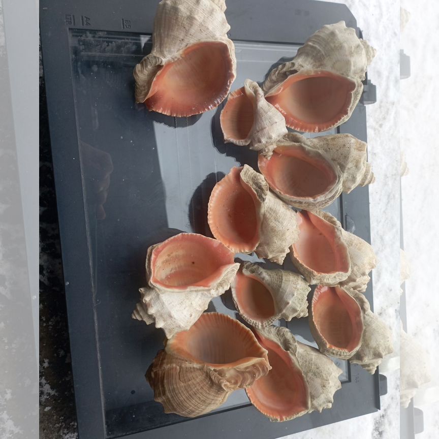 Ракушки морские