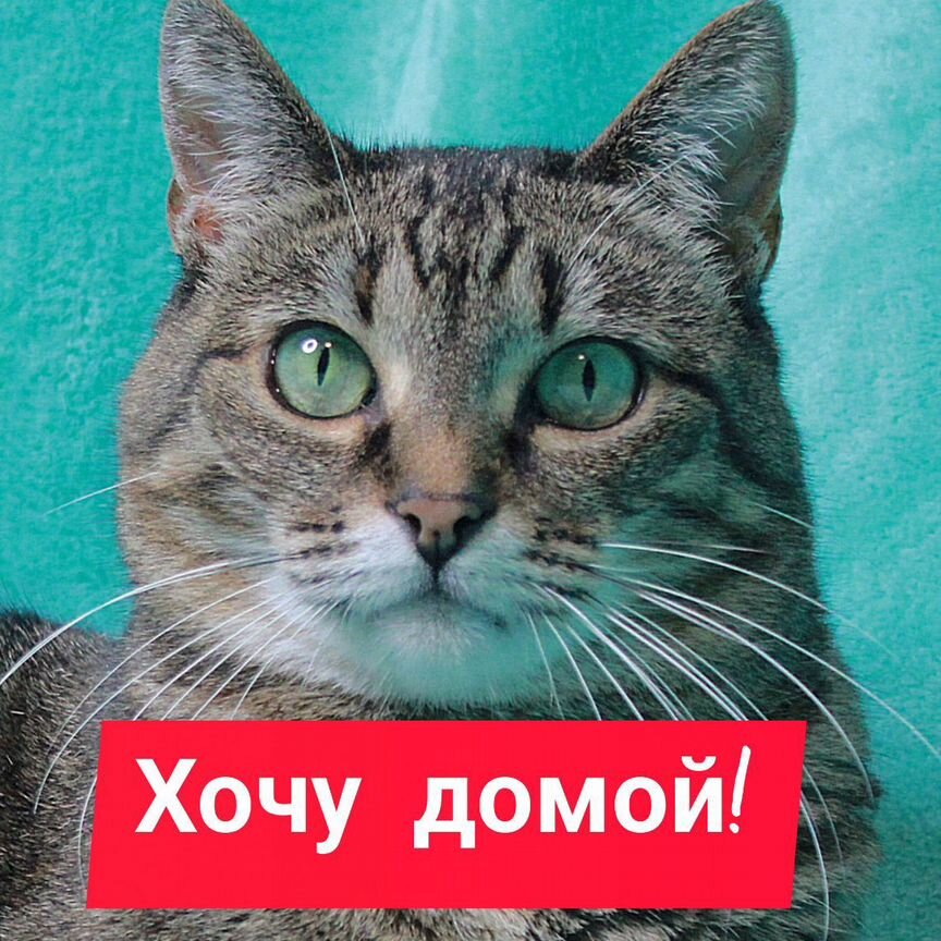 Европейская короткошёрстная, взрослая кошка