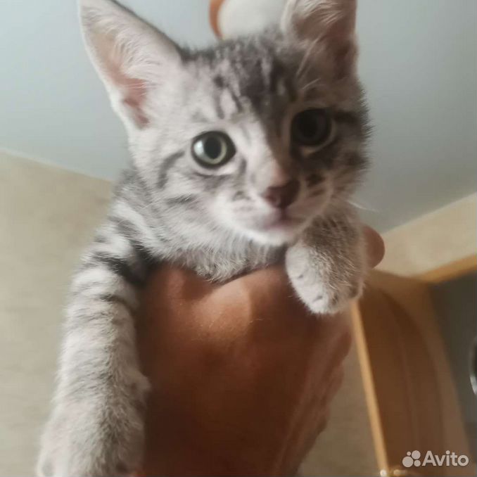 Котик котенок бесплатно