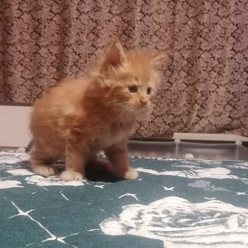 Мейн-кун котёнок