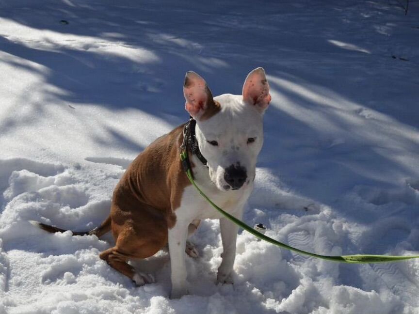 Стаффордширский терьер в добрые руки