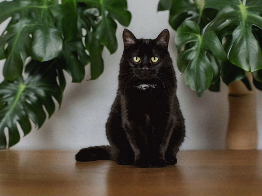 Кошечка Корси