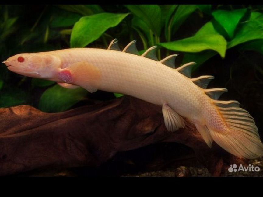Полиптерус (рыбка-дракон)