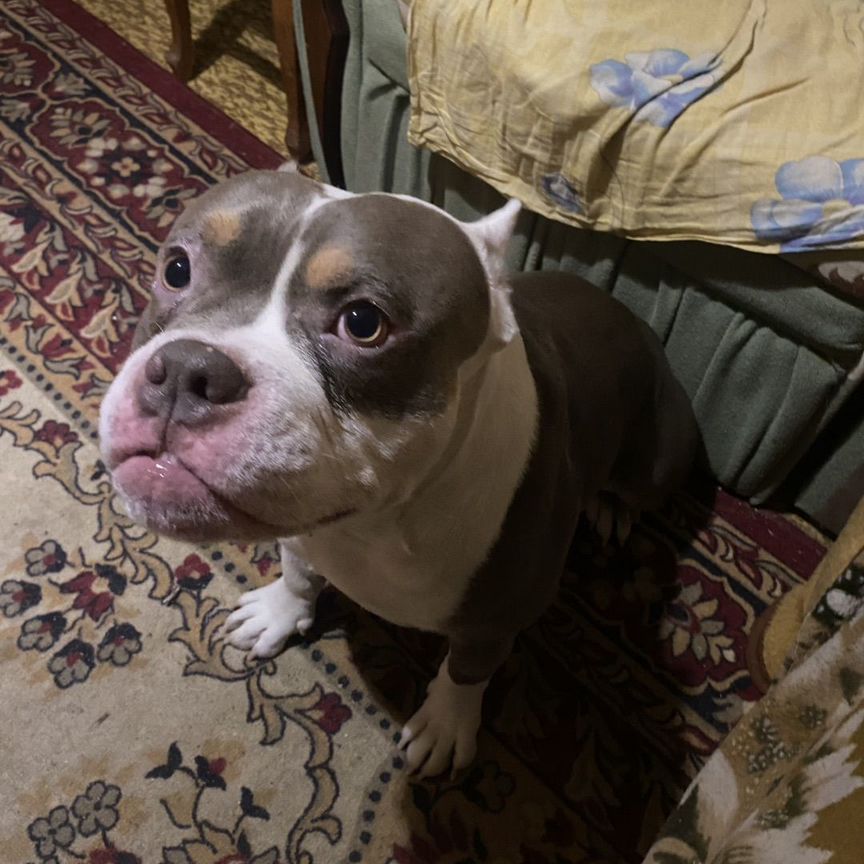 В добрые руки