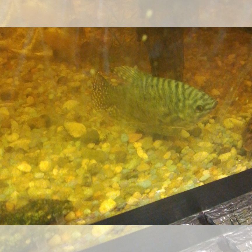 Самец мраморной гурами