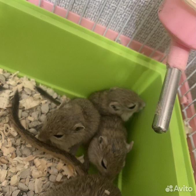 Монгольская песчанка