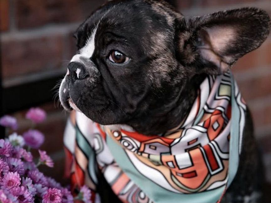 Семейная пара Французских бульдогов