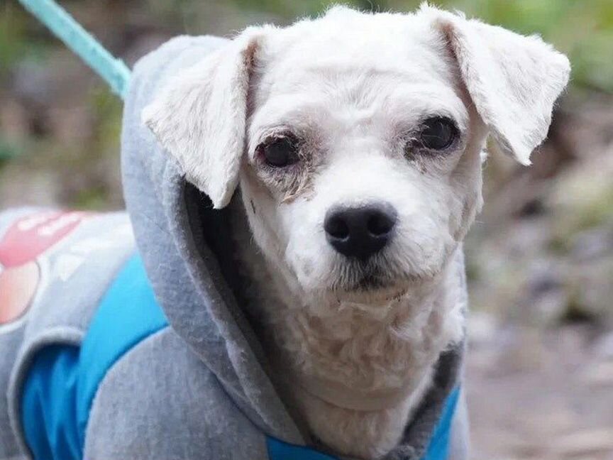 Собака 7 лет девочка Мальвина в добрые руки