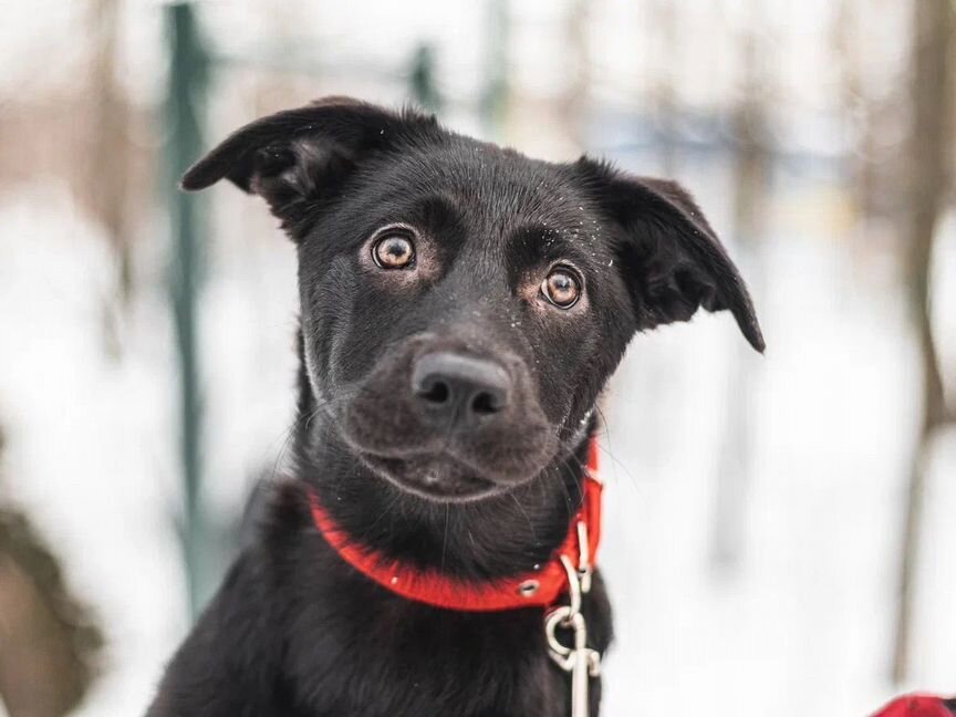 Собака девочка щенок Милка ищет дом