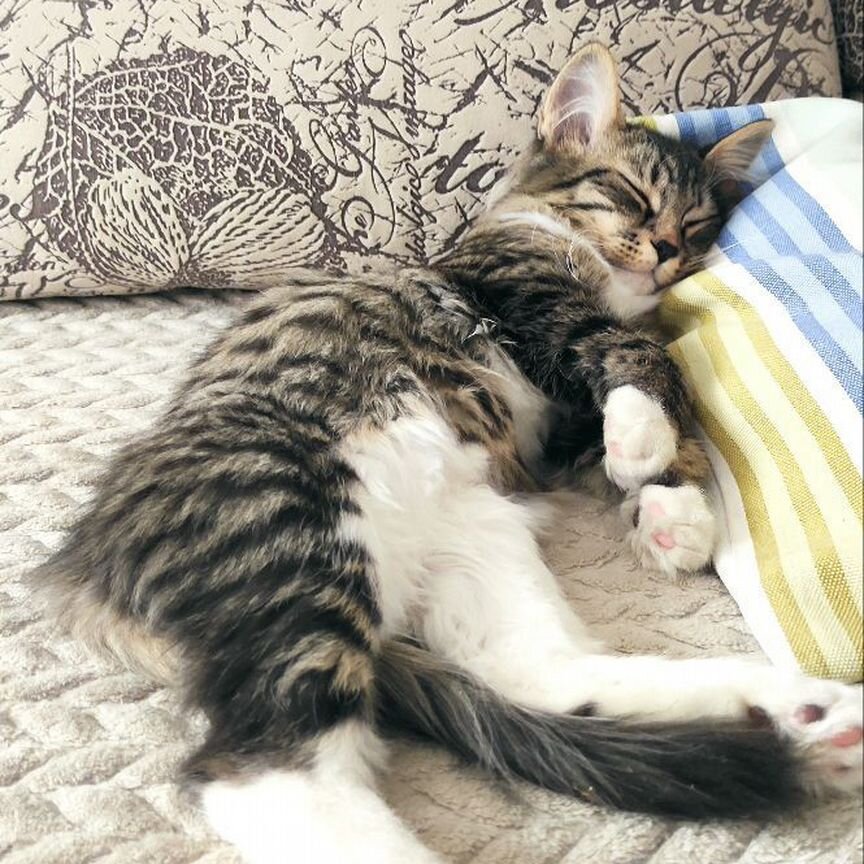 Отдам. Котёнок девочка 4 месяца