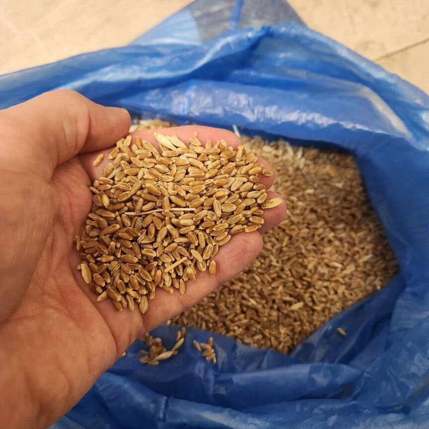 Пшеница и ячмень