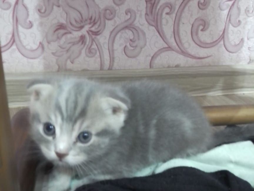 Шотландские котята