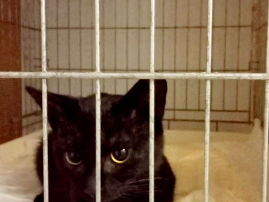 Чёрному коту Афоне негде жить