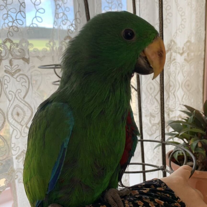 Попугаи Эклектус ручной