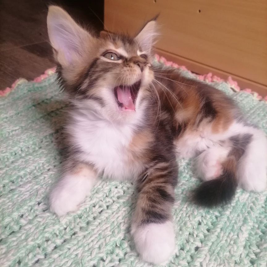 Котята мейн-кун