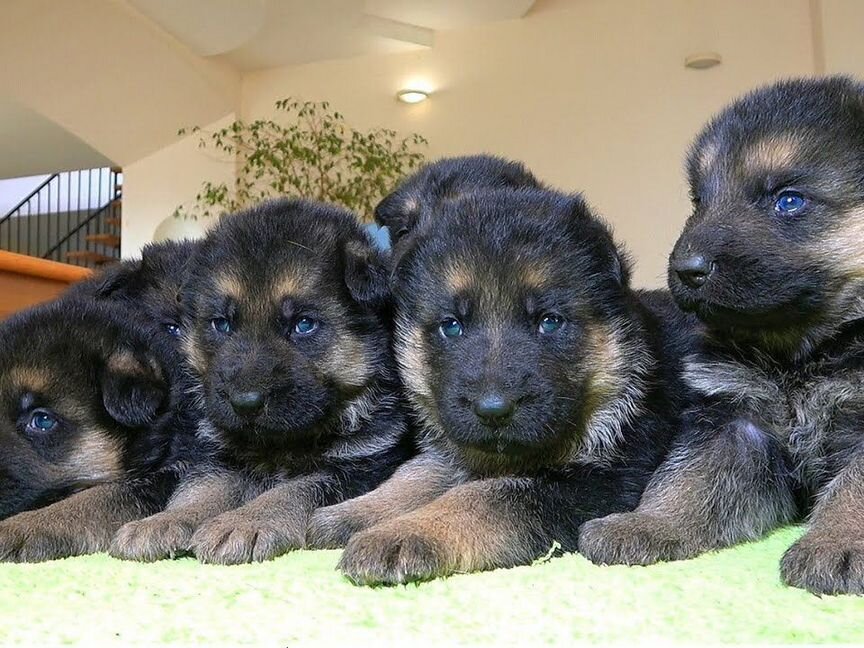 Щенки немецкой овчарки