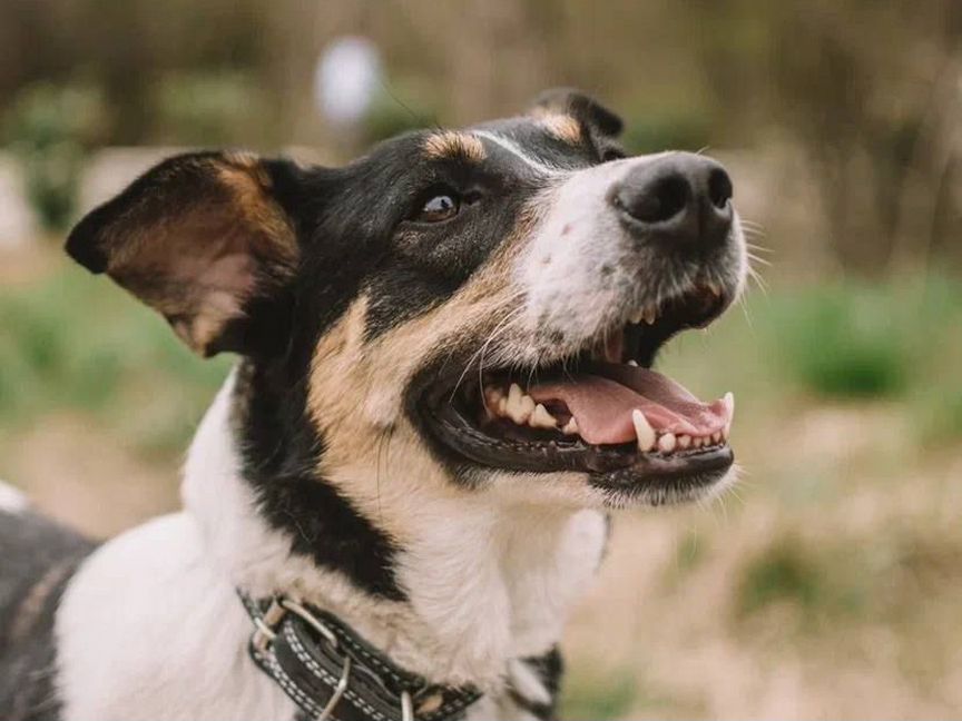 Собака-нянька в добрые руки