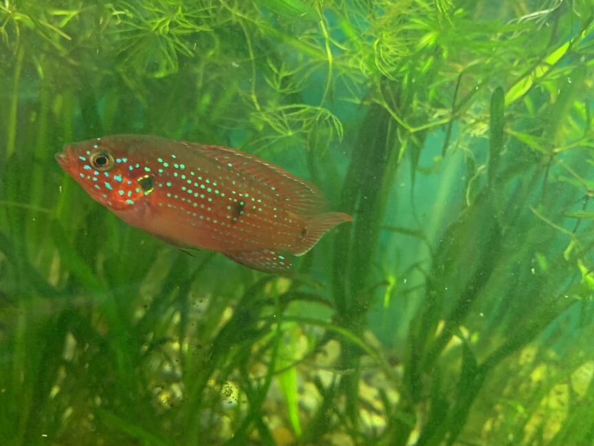 Рыба аквариумная