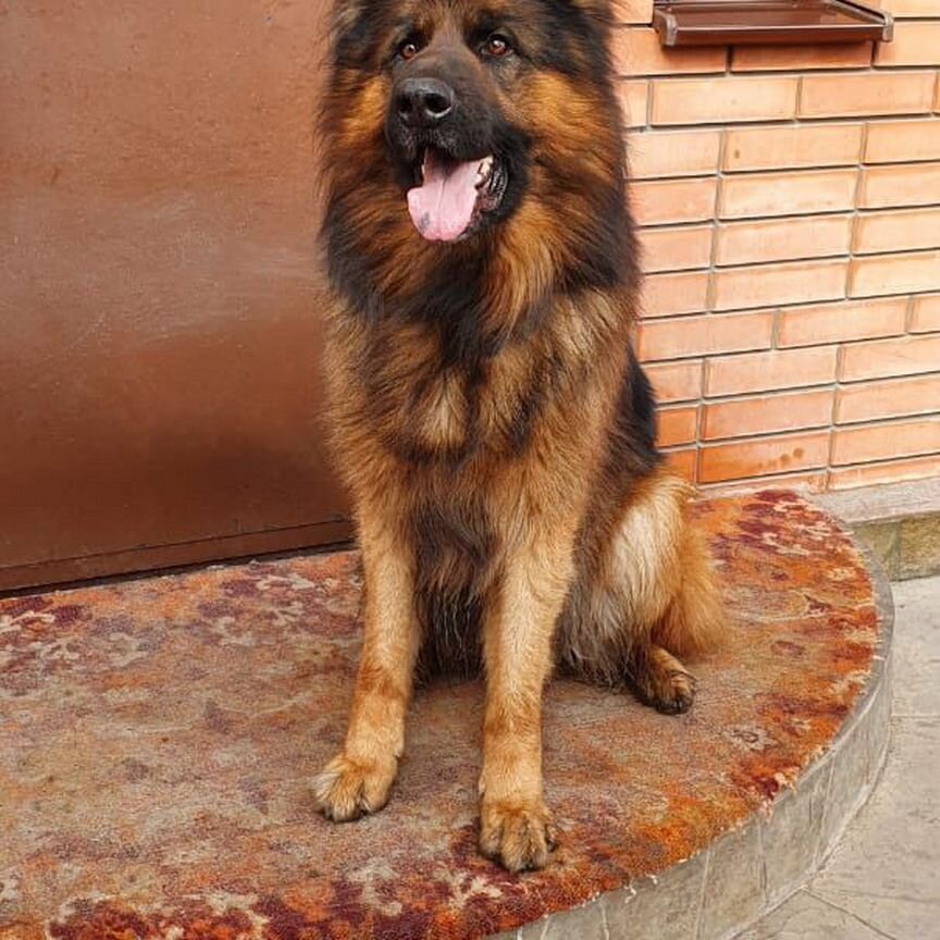 Немецкая овчарка